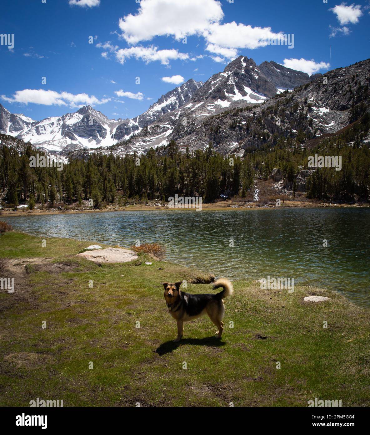 Dog on a hike in the eastern Sierra Stock Photo - Alamy