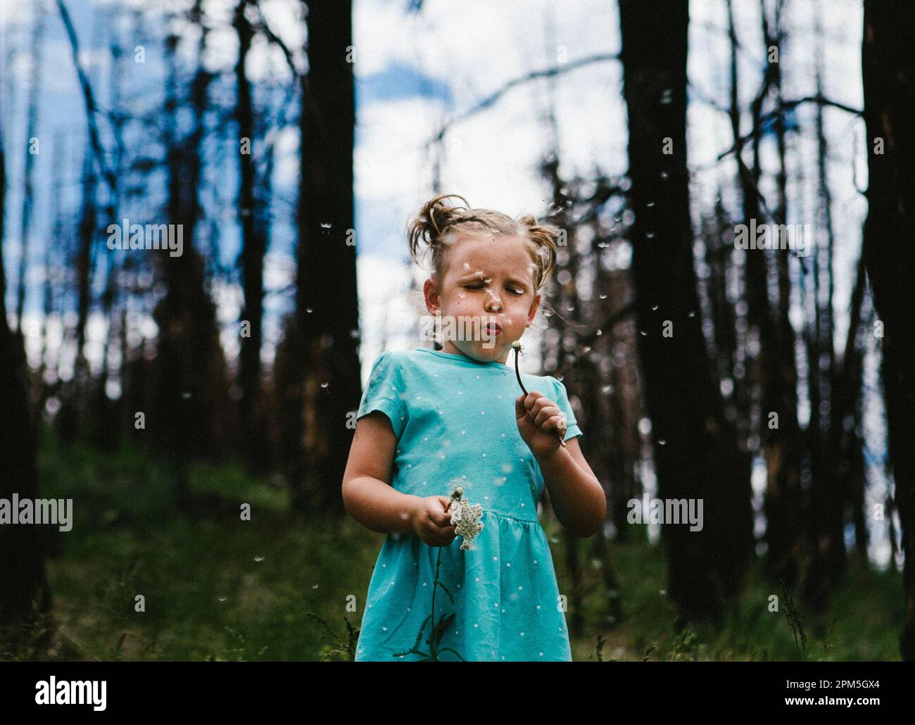Little girl blowing out a dandelion with her eyes closed in forest ...
