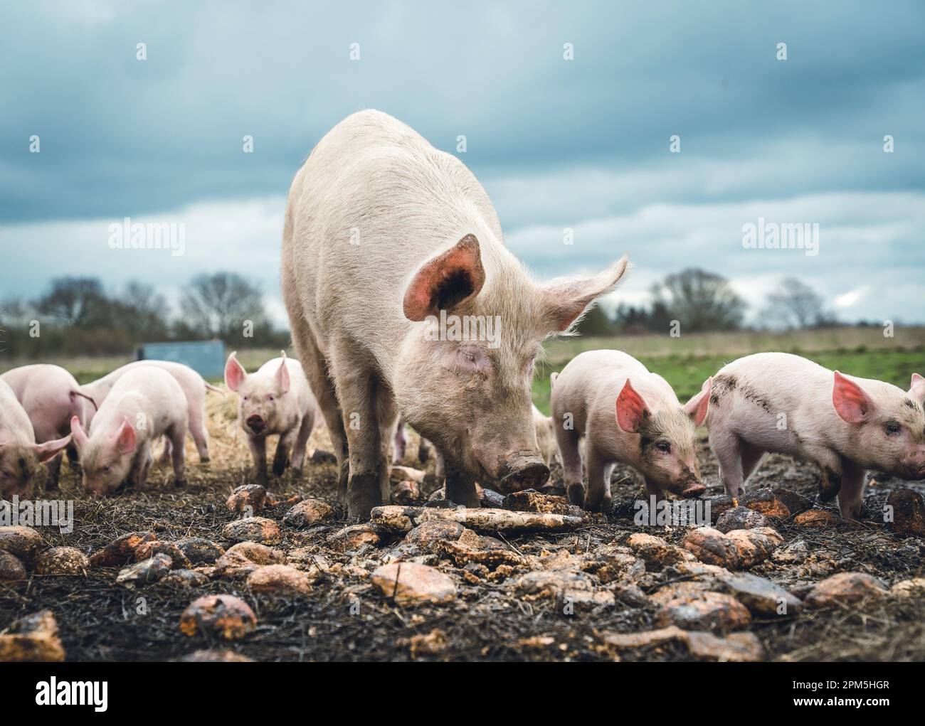 Cute Little Family of Mama Pig and Her Piglets at A Farm In Denmark ...