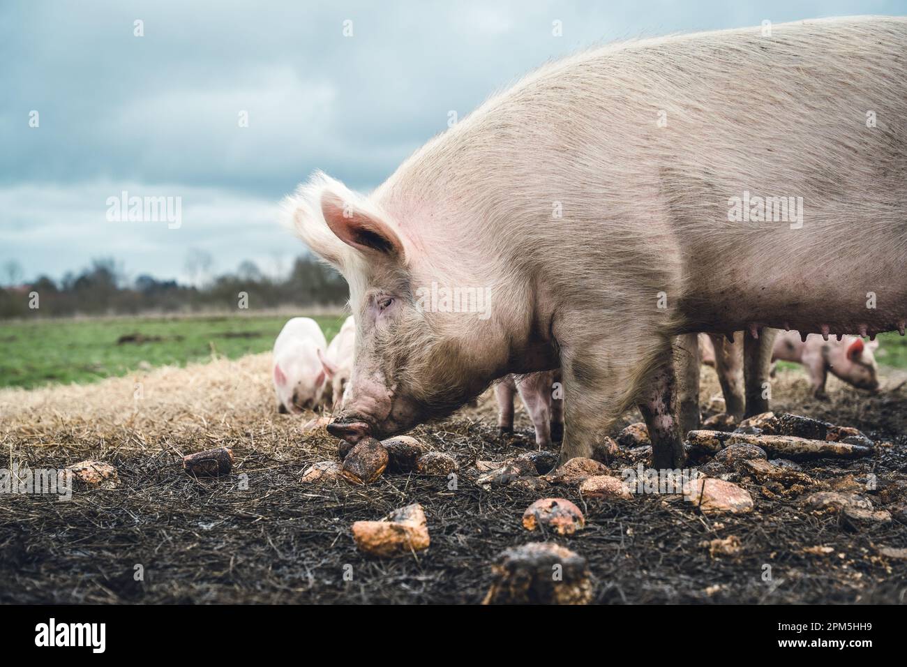 Healthy Female Free Range Pig With Her Piglets In Denmark Stock Photo ...