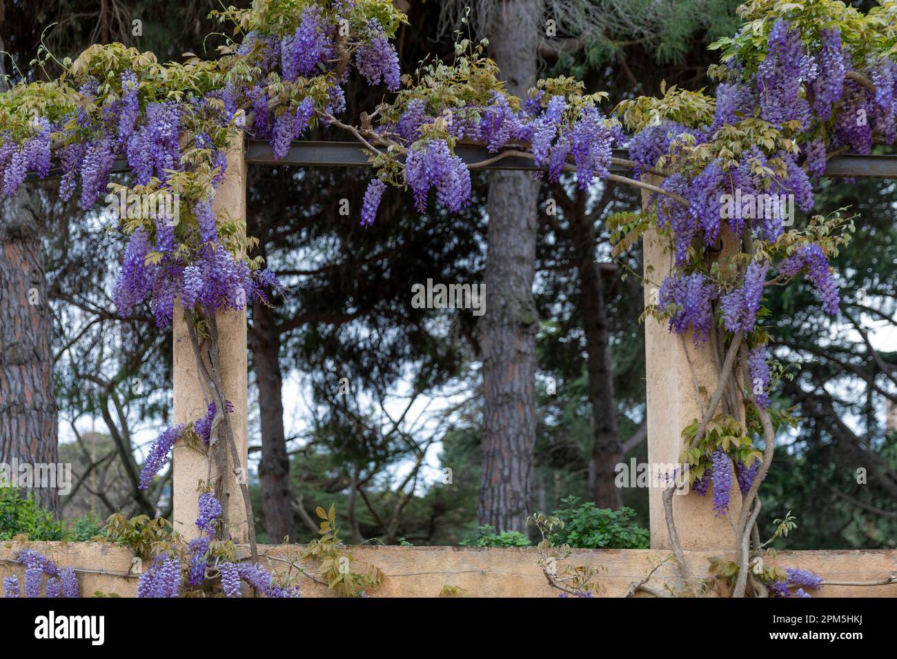 Frame of concrete and purple flowers Stock Photo - Alamy