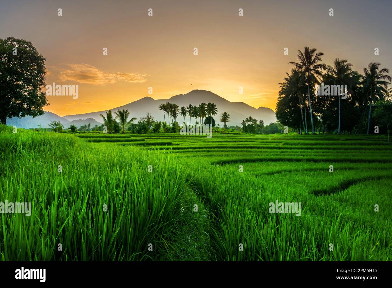 Indonesia collage hi-res stock photography and images - Alamy