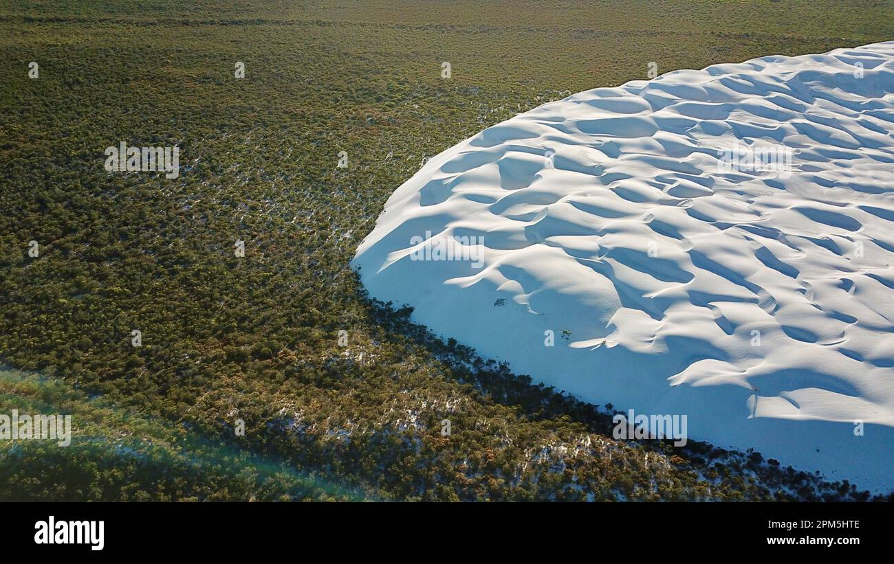 White sand dunes against clump bush Stock Photo - Alamy
