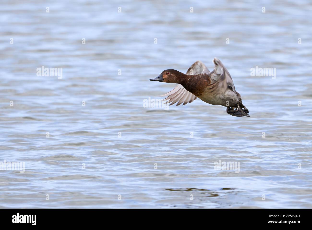 Common pochard in flight (Aythya ferina). Bird in flight Stock Photo ...