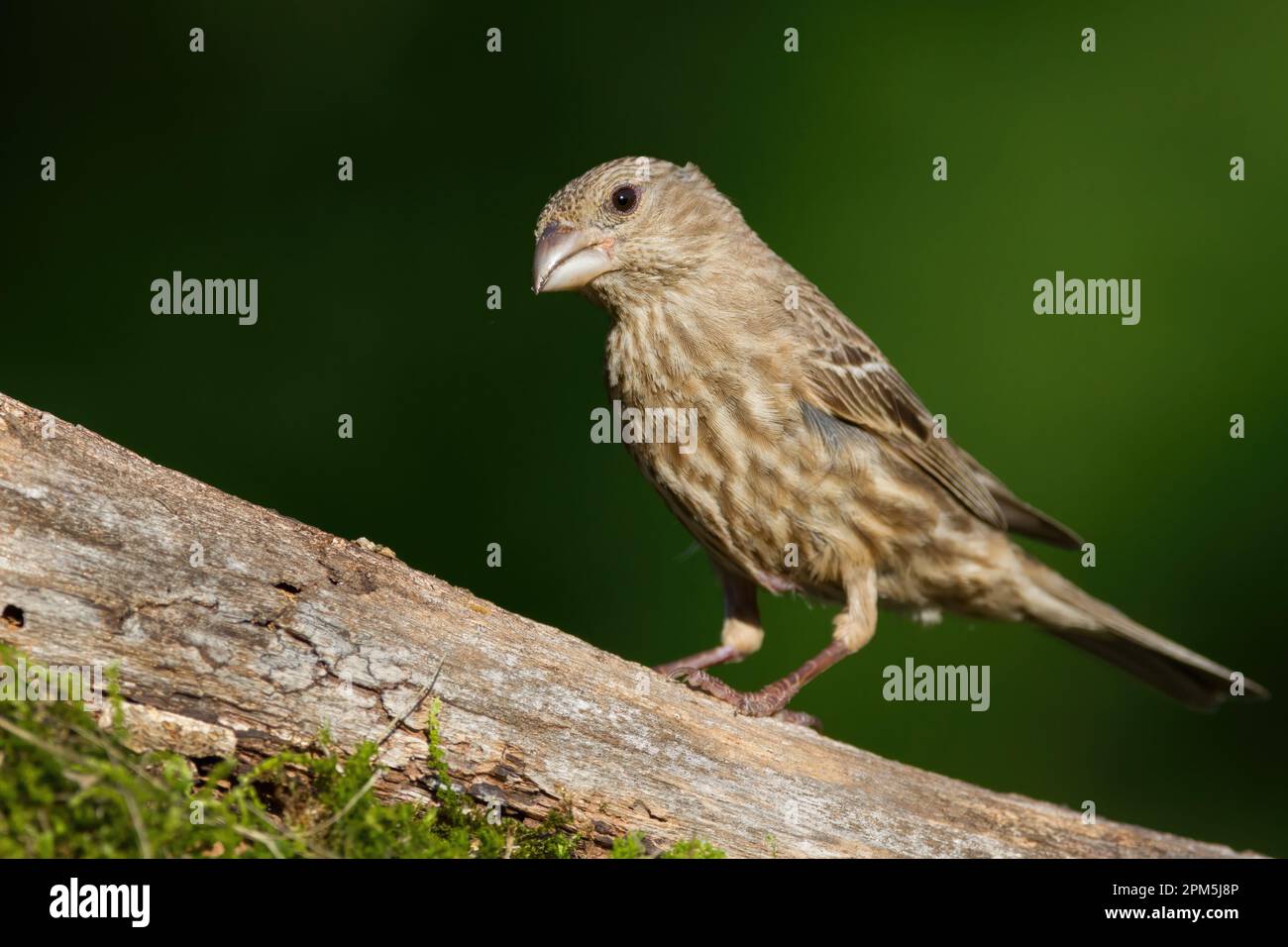 King finch hi-res stock photography and images - Alamy