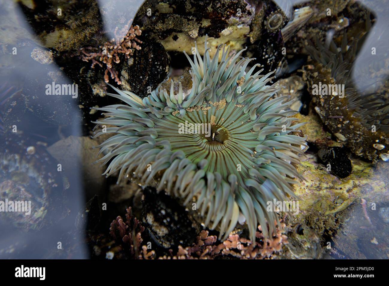 Blue and green sea anemone with floating tentacles Stock Photo - Alamy