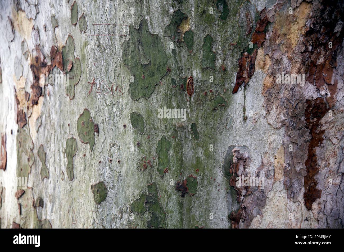 Colored bark of a trunk of a plan tree under the rays of the sun Stock ...