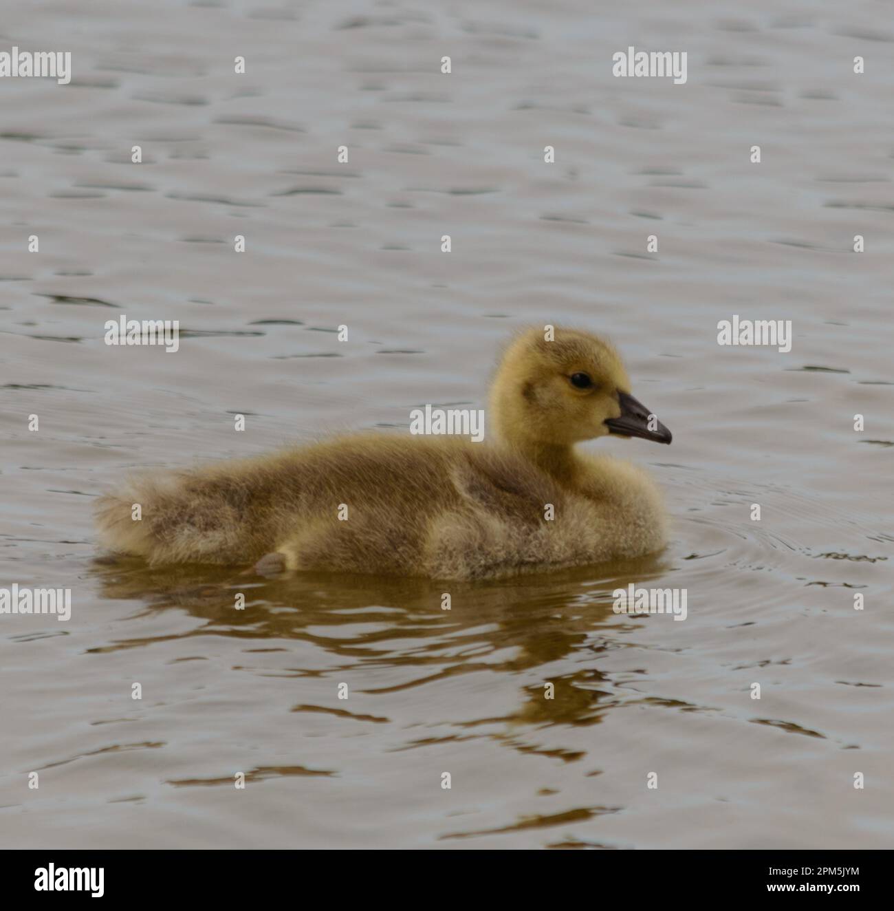 Young Goose on Hornsea Mere Stock Photo - Alamy