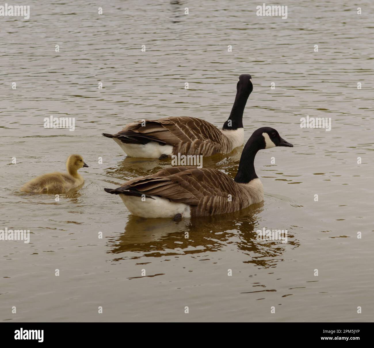 Geese with Young Hornse Mere England Stock Photo - Alamy