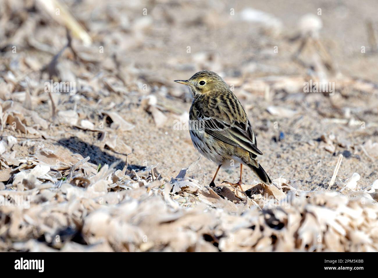 A rock pipit foraging on the beach Stock Photo - Alamy
