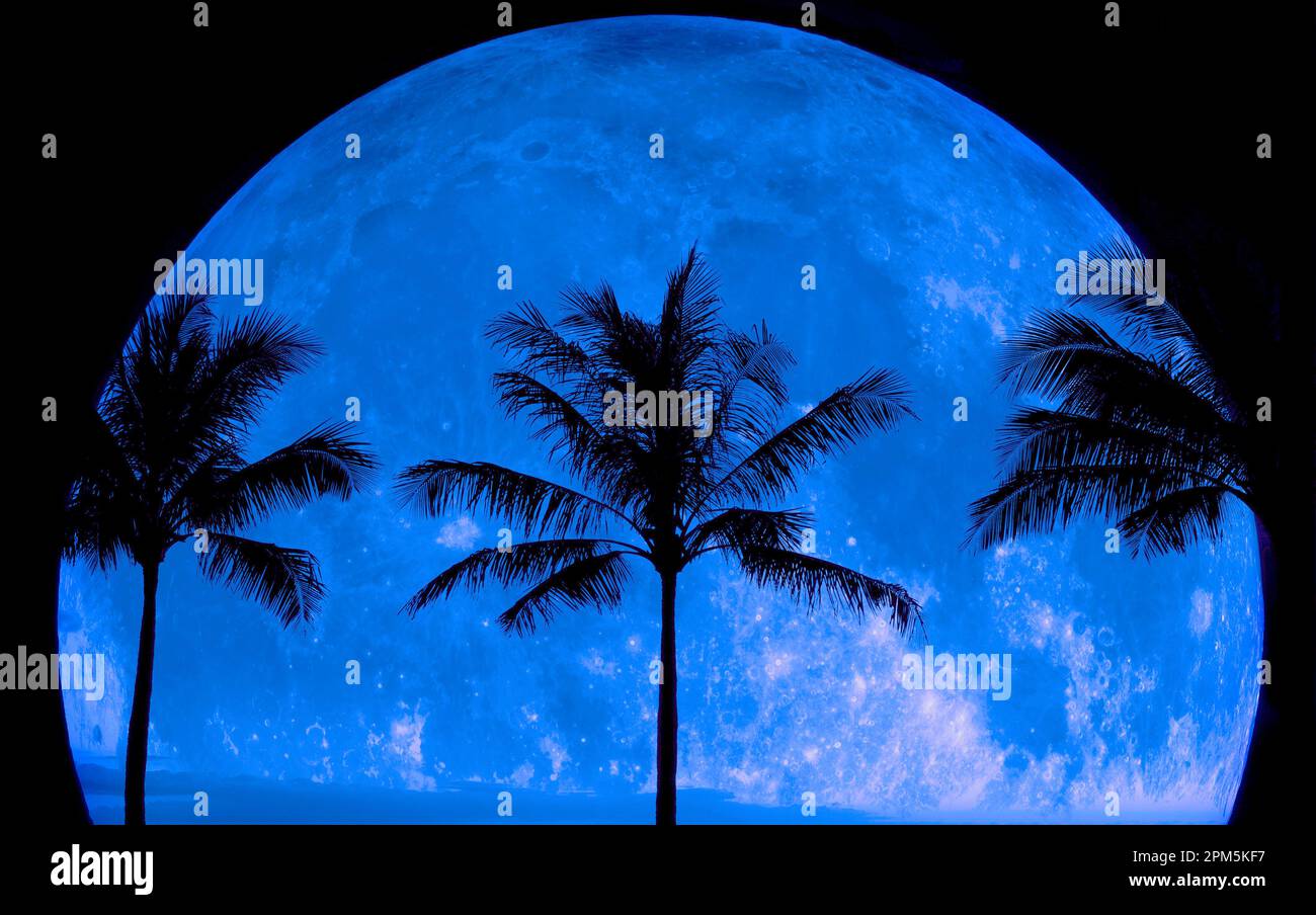 Tropical Palm Trees silhouette silhouetted by full moon midnight night ...