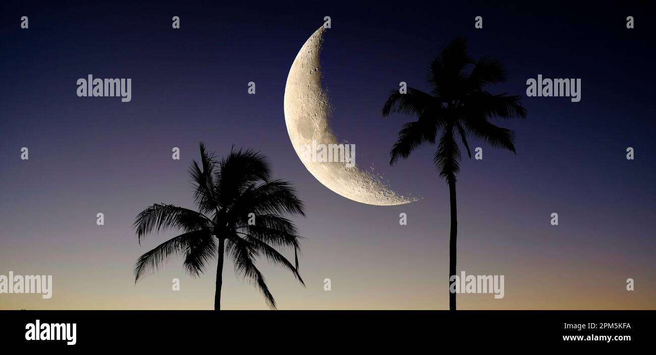 Palm trees on ocean beach in Hawaii with moon in sky Stock Photo - Alamy
