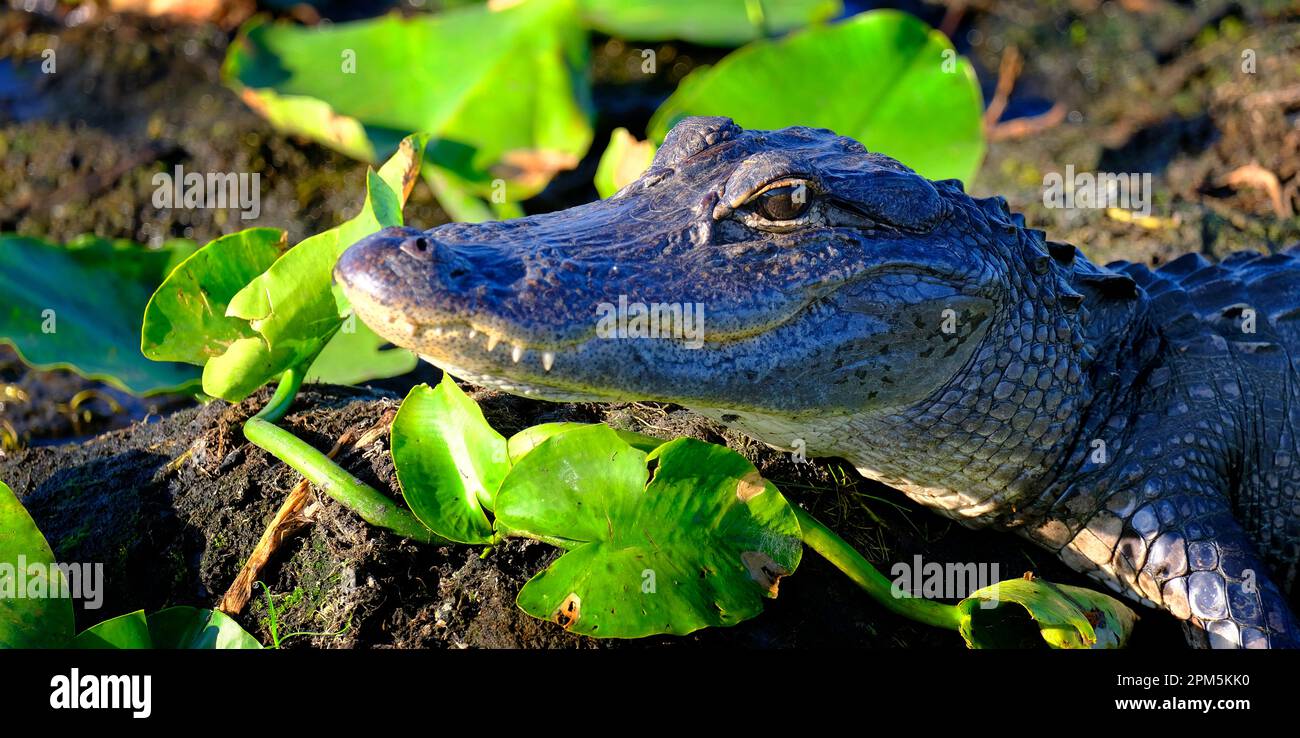 Alligator in the wild at swamp everglades scales and teeth Stock Photo ...