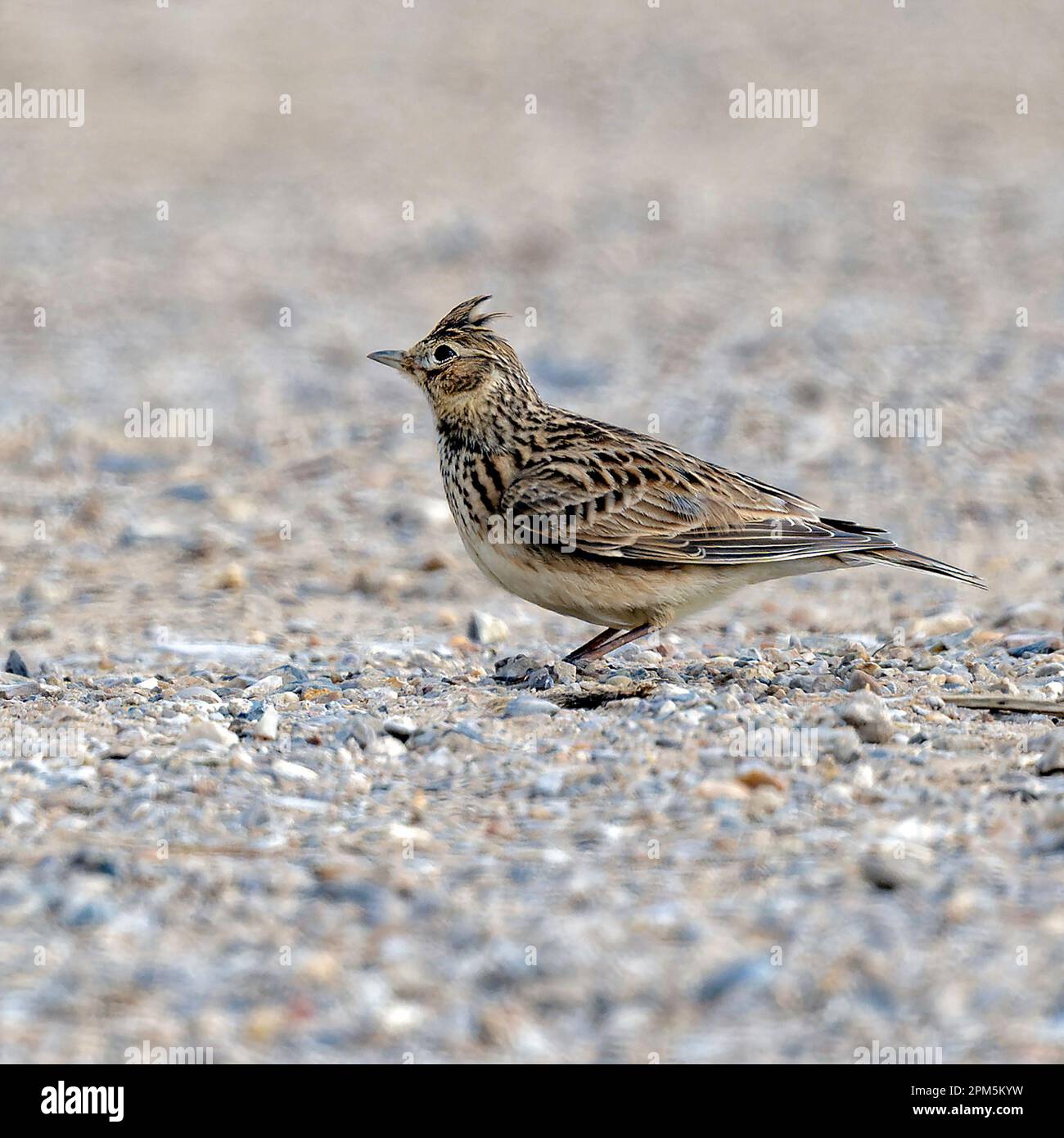 Skylark bird uk hi-res stock photography and images - Alamy