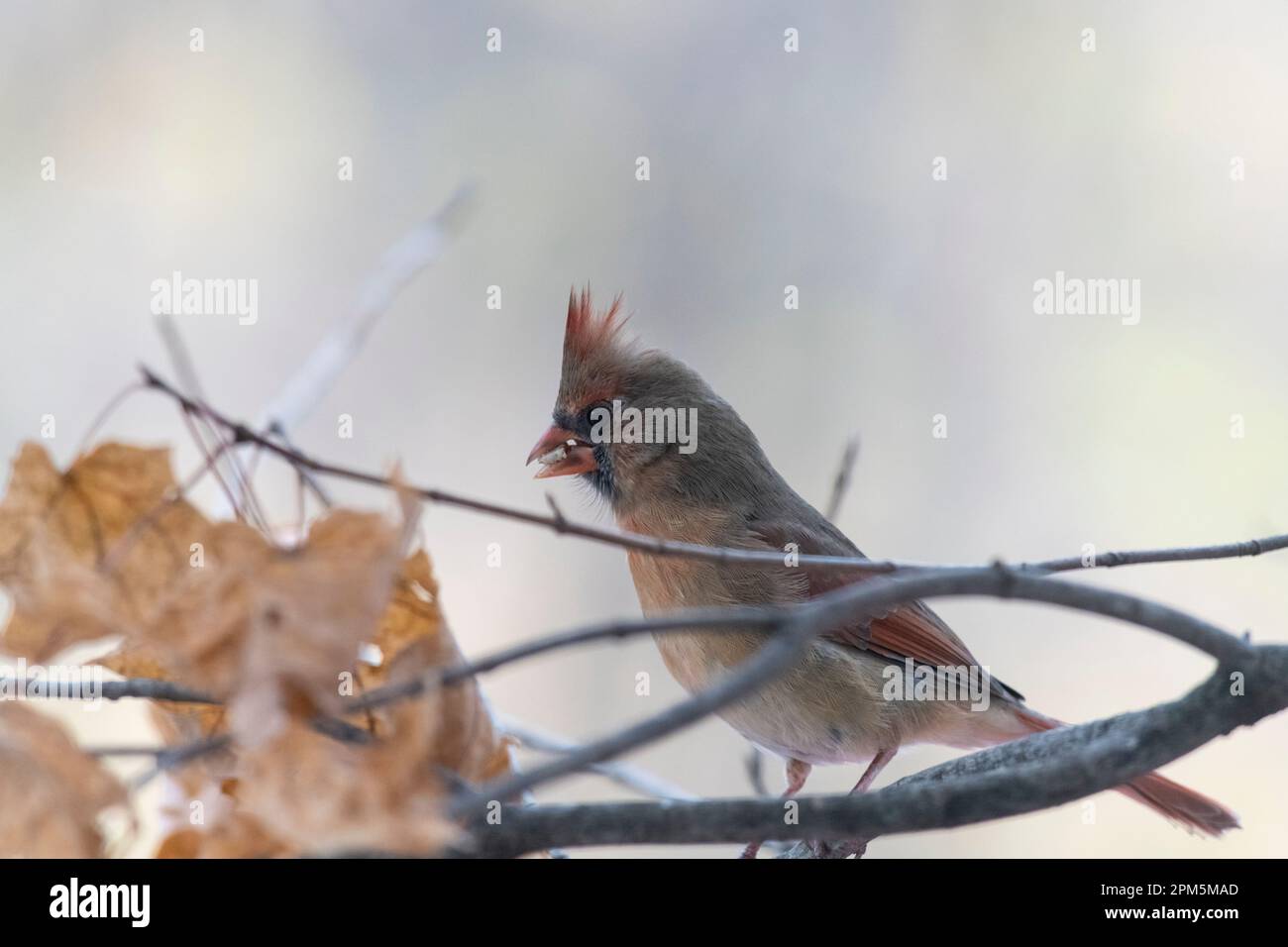 Northern Cardinal, Cardinalis cardinalis, on branch and feeder looking ...