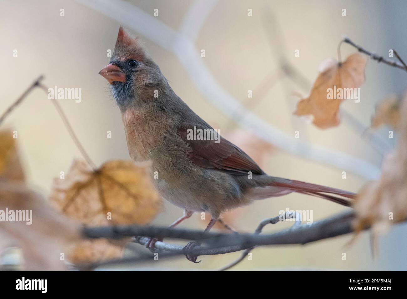 Bird cardinal fledgling hi-res stock photography and images - Alamy