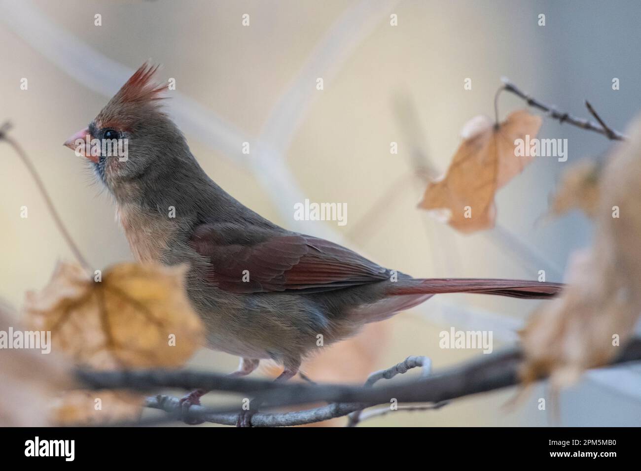 Northern Cardinal, Cardinalis cardinalis, on branch and feeder looking ...