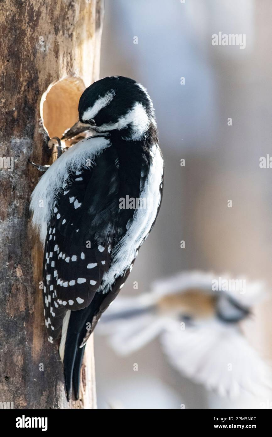 Hairy woodpecker, Leuconotopicus villosus, on a tree searching for food ...