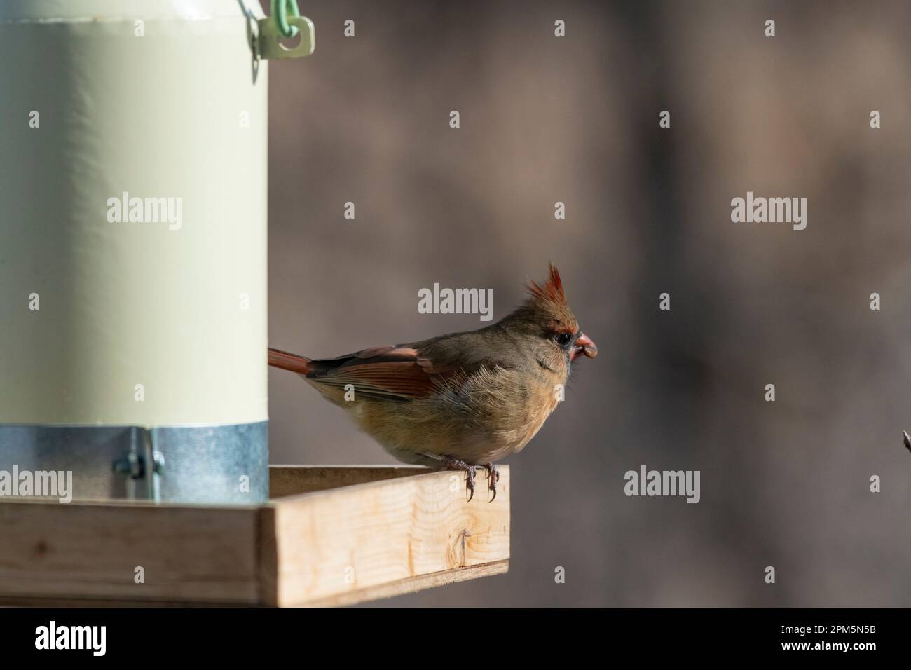 Northern Cardinal, Cardinalis cardinalis, on branch and feeder looking ...