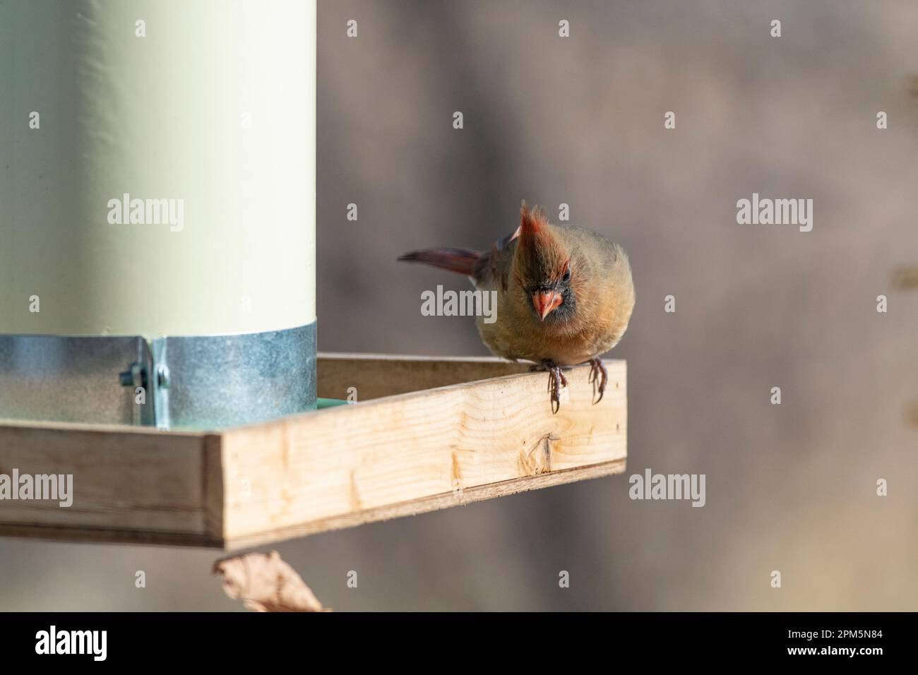 Northern Cardinal, Cardinalis cardinalis, on branch and feeder looking ...