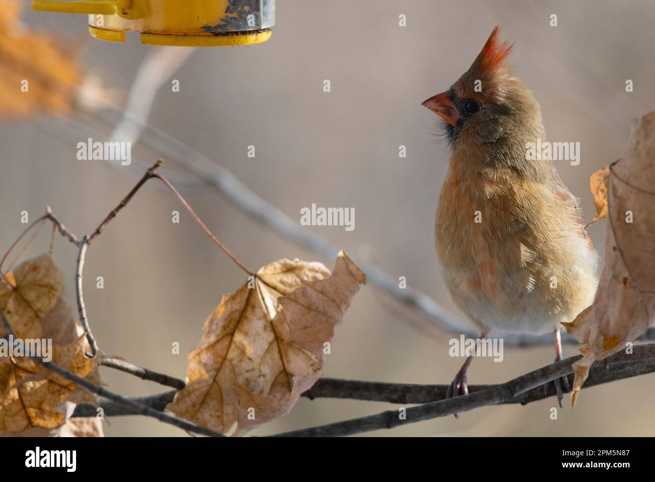 Northern Cardinal, Cardinalis cardinalis, on branch and feeder looking ...