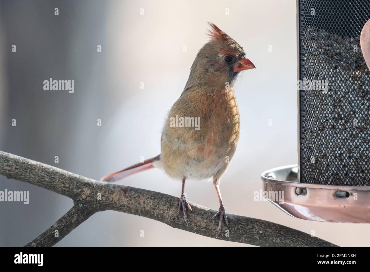 Northern Cardinal, Cardinalis cardinalis, on branch and feeder looking ...