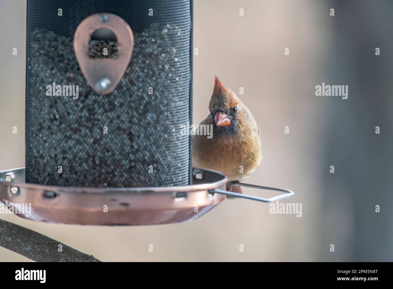 Northern Cardinal, Cardinalis cardinalis, on branch and feeder looking ...