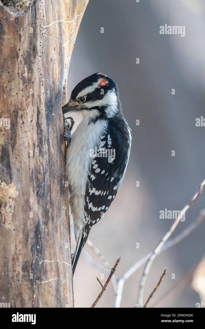 Hairy woodpecker, Leuconotopicus villosus, on a tree searching for food ...