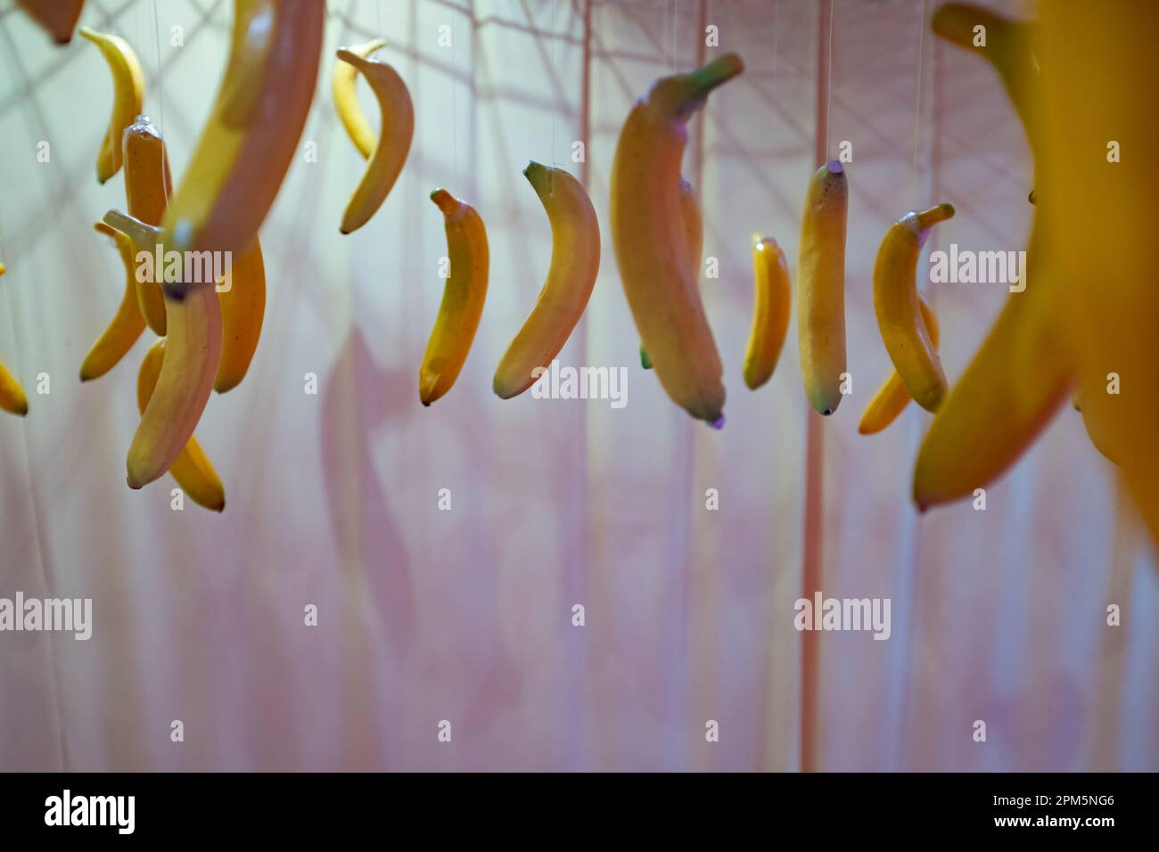 Yellow bananas hanging and suspended in the air on an interior scene ...