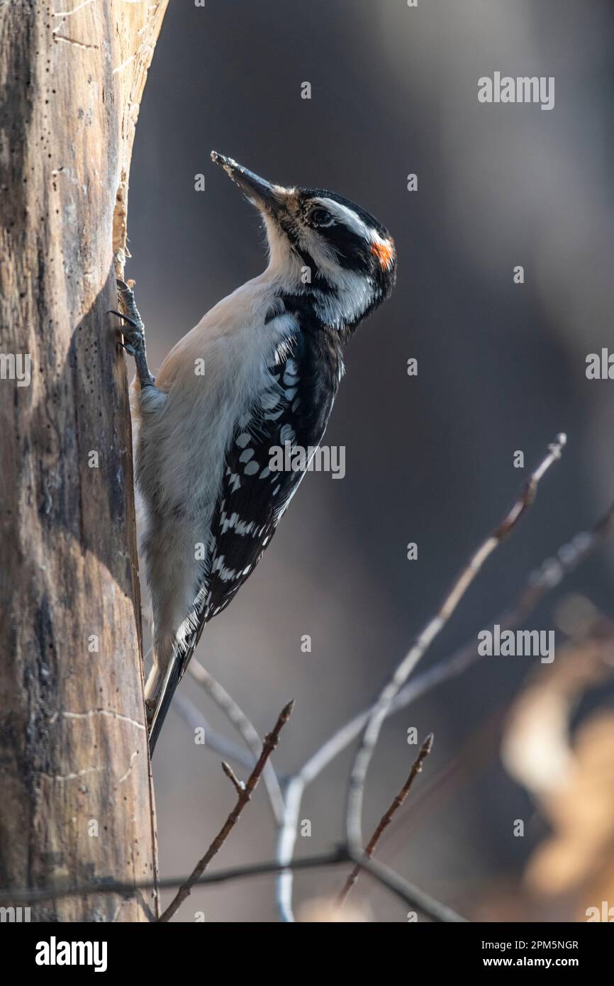 Hairy woodpecker, Leuconotopicus villosus, on a tree searching for food ...