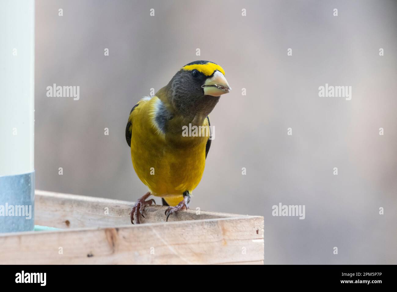evening grosbeak, Hesperiphona vespertine, on branches and nearby ...