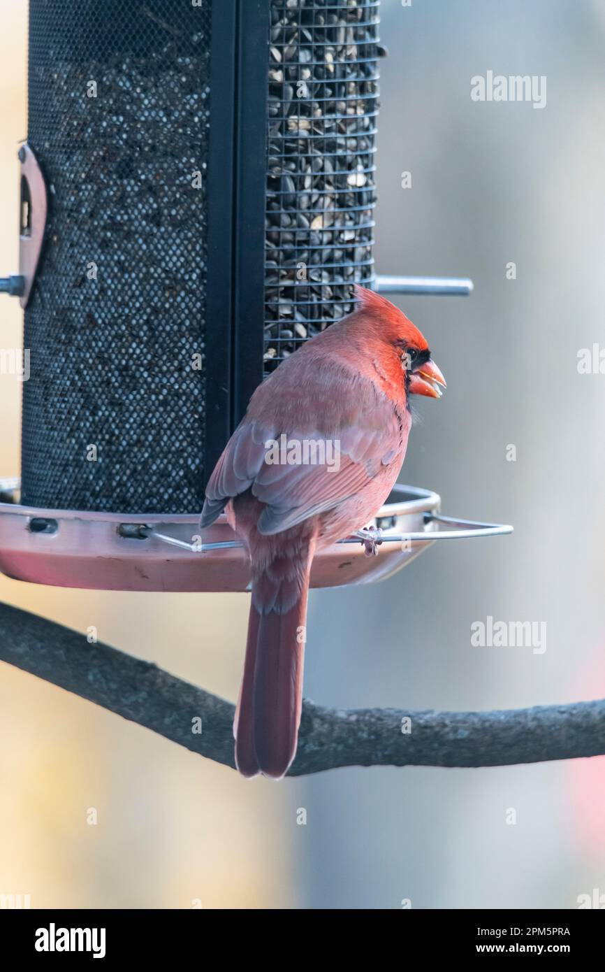 Northern Cardinal, Cardinalis cardinalis, on branch and feeder looking ...
