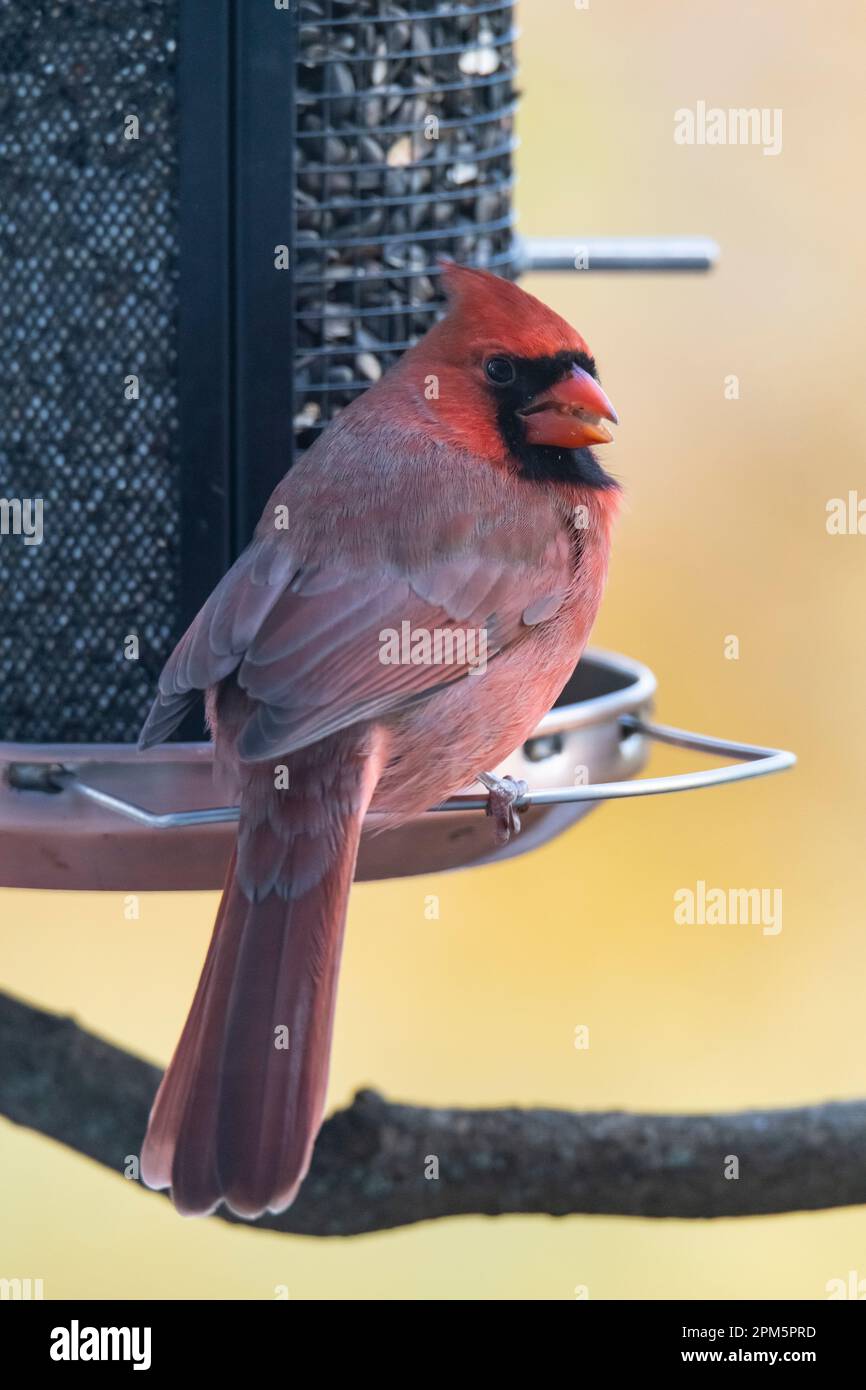 Northern Cardinal, Cardinalis cardinalis, on branch and feeder looking ...