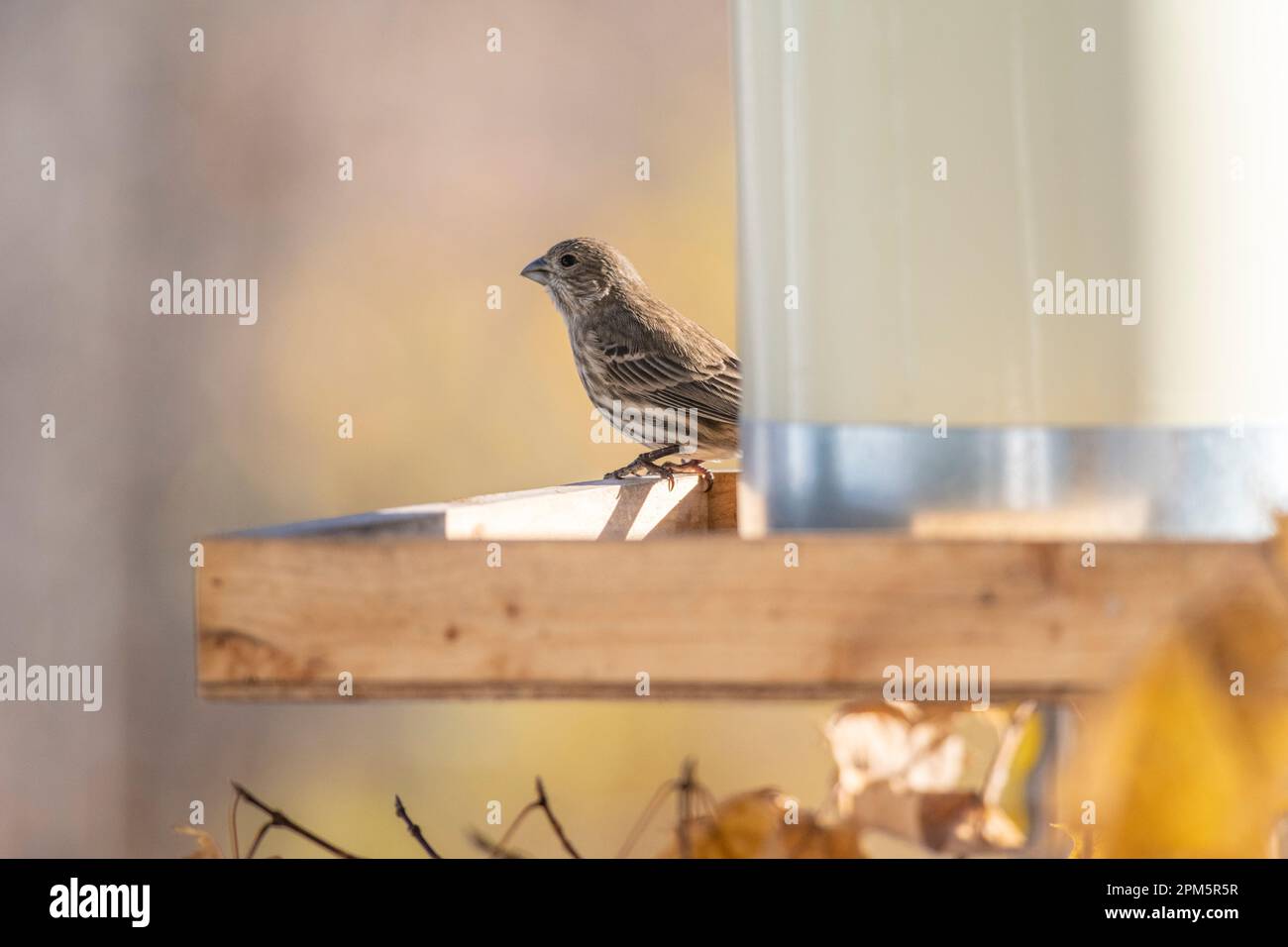 Female House finch , Haemorhous mexicanus, on branch, Brownsburg ...