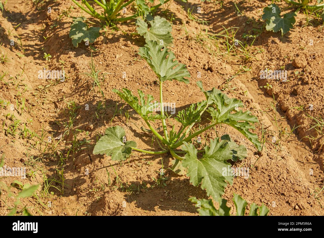 In the garden, a young zucchini foot Stock Photo - Alamy