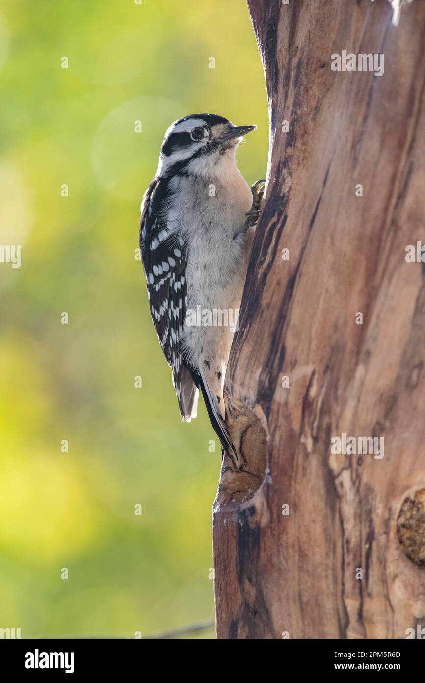 Downy woodpecker, Dryobates pubescens, on a tree searching for food ...