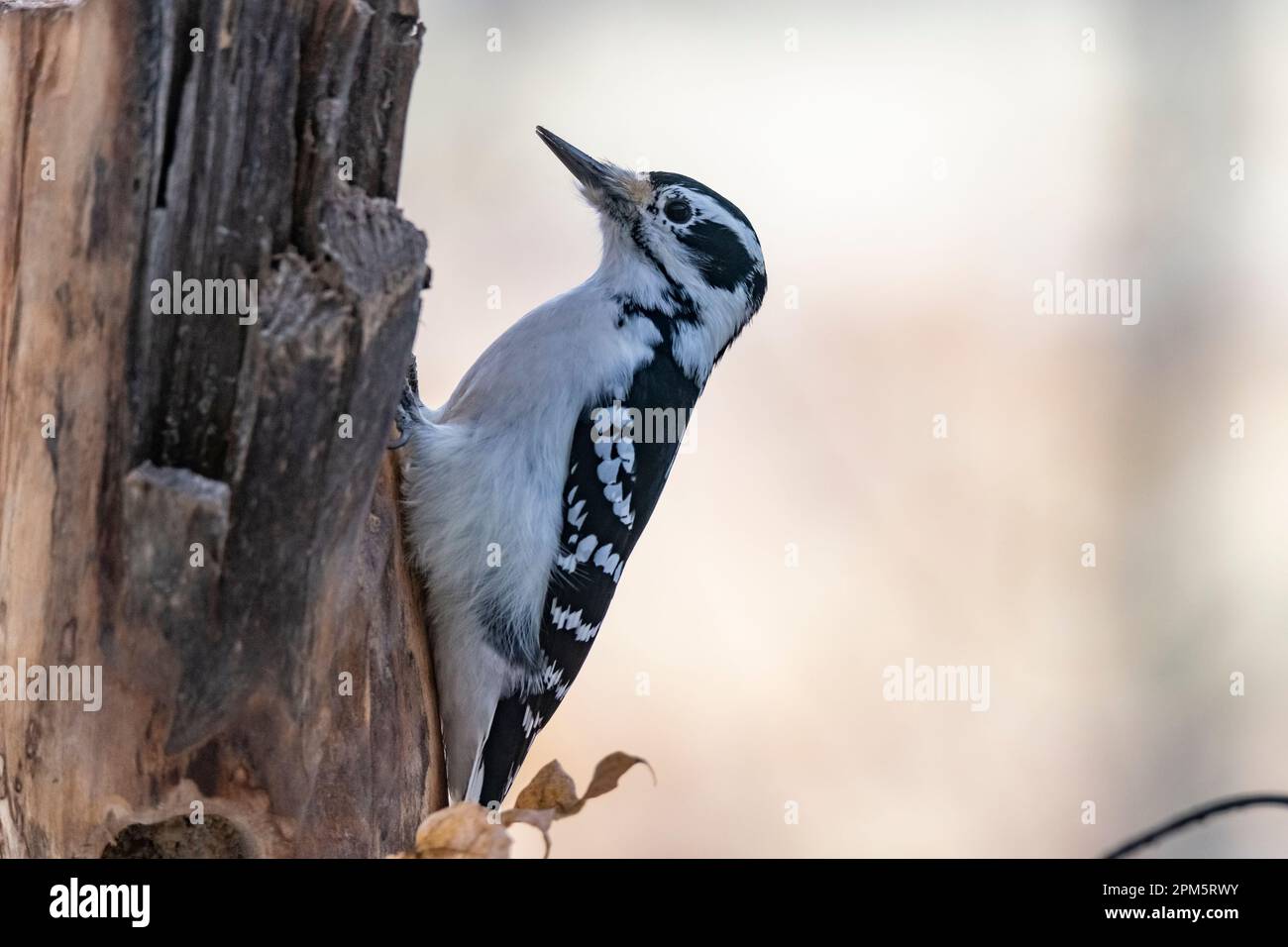 Hairy woodpecker, Leuconotopicus villosus, on a tree searching for food ...