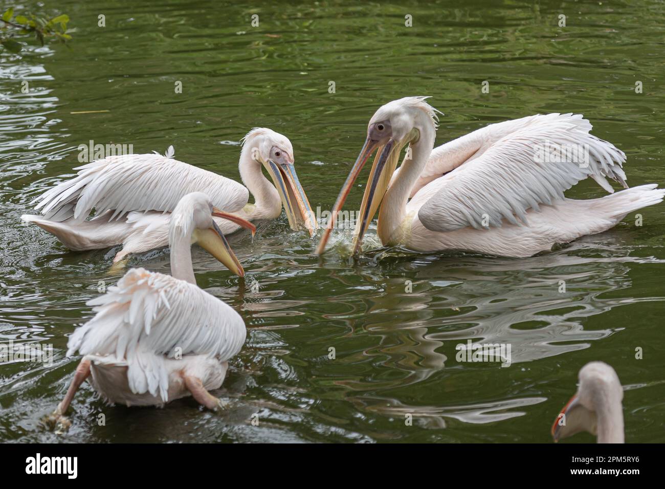 Three pelicans (pelecanus) with opened beaks for feeding swim together ...