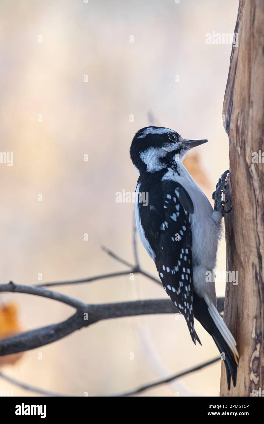 Hairy woodpecker, Leuconotopicus villosus, on a tree searching for food ...