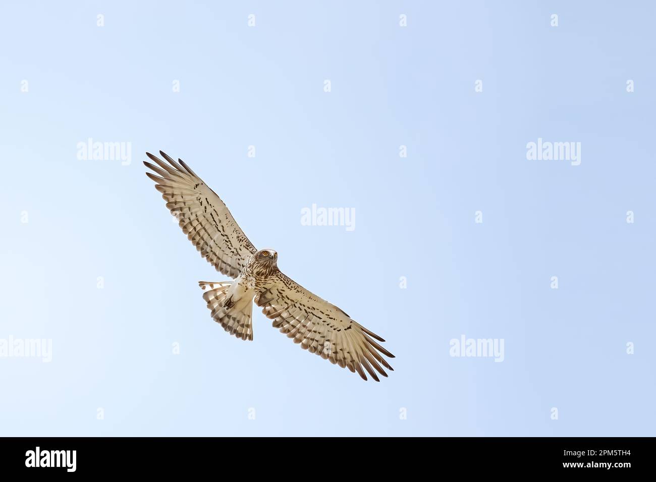 Short-toed snake eagle or Circaetus gallicus open wings flying position ...