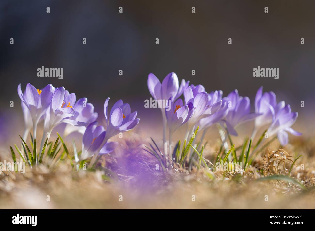 Spring crocus wallpaper hi-res stock photography and images - Alamy