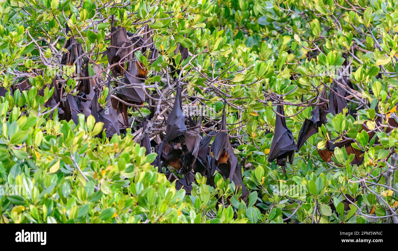 Roosting Sunda fruit bats (Acerodon mackloti) endemic to Indonesia ...