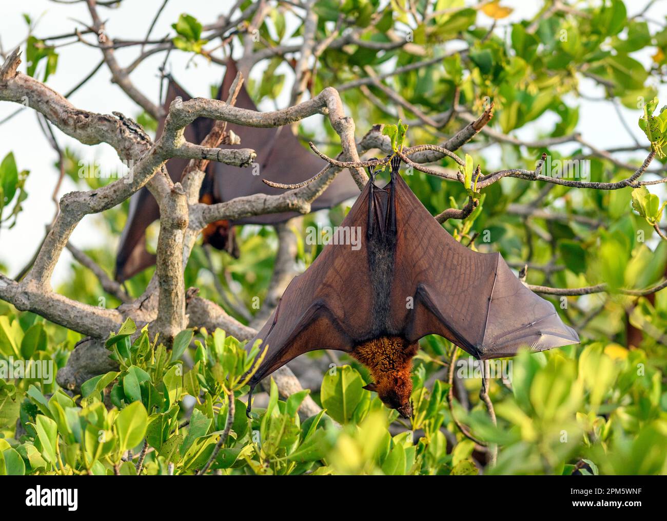 Roosting Sunda fruit bat (Acerodon mackloti) endemic to Indonesia ...