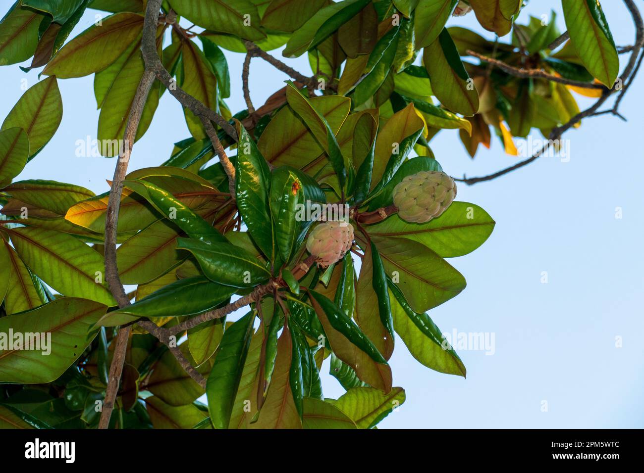 Baum mit zapfen hi-res stock photography and images - Alamy