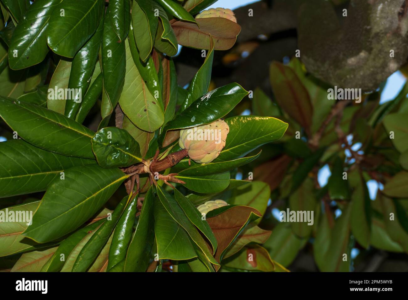 Baum mit zapfen hi-res stock photography and images - Alamy