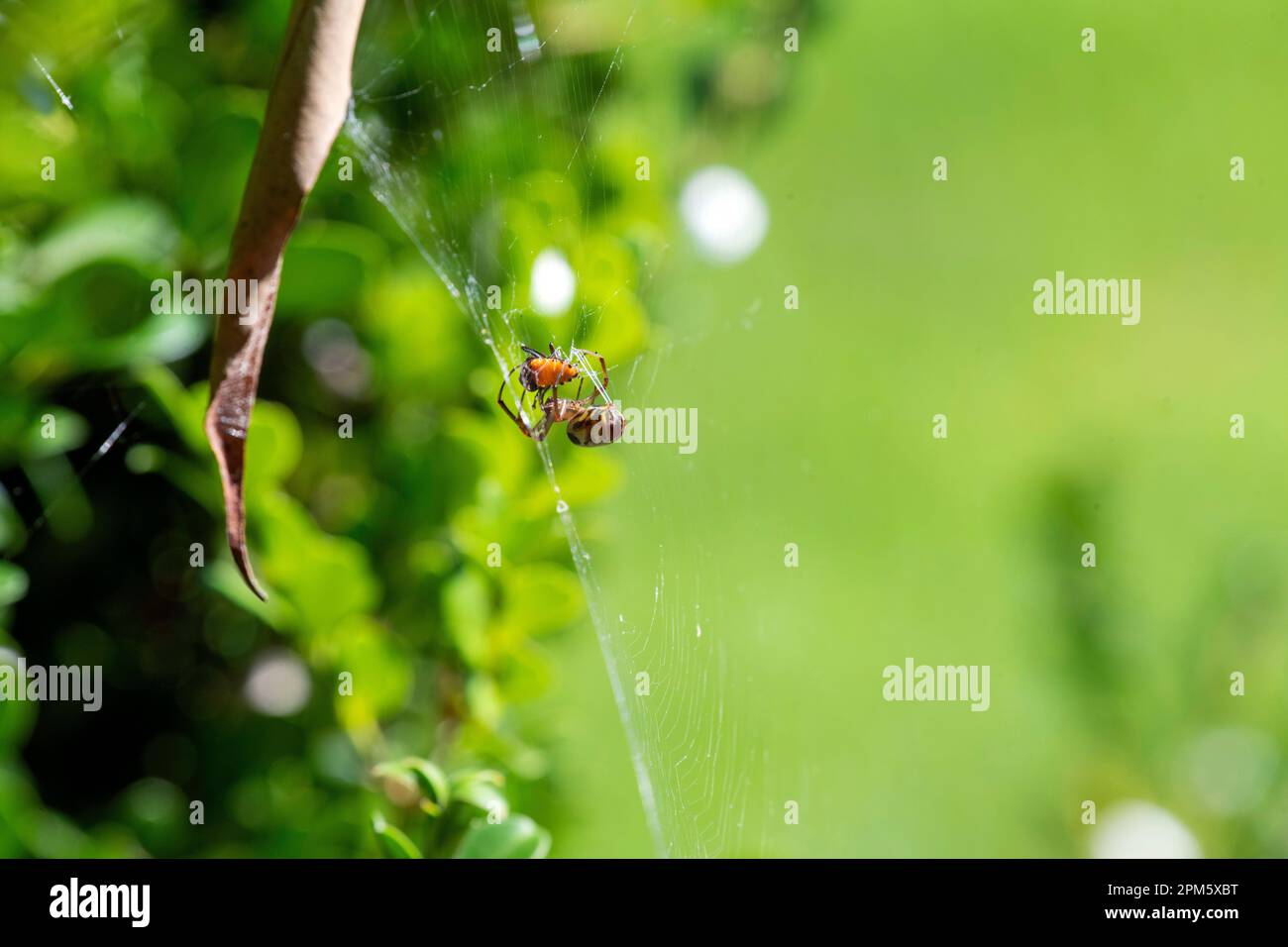 Leaf-Curling Spider (Phonognatha graeffei) catches prey in the web in ...