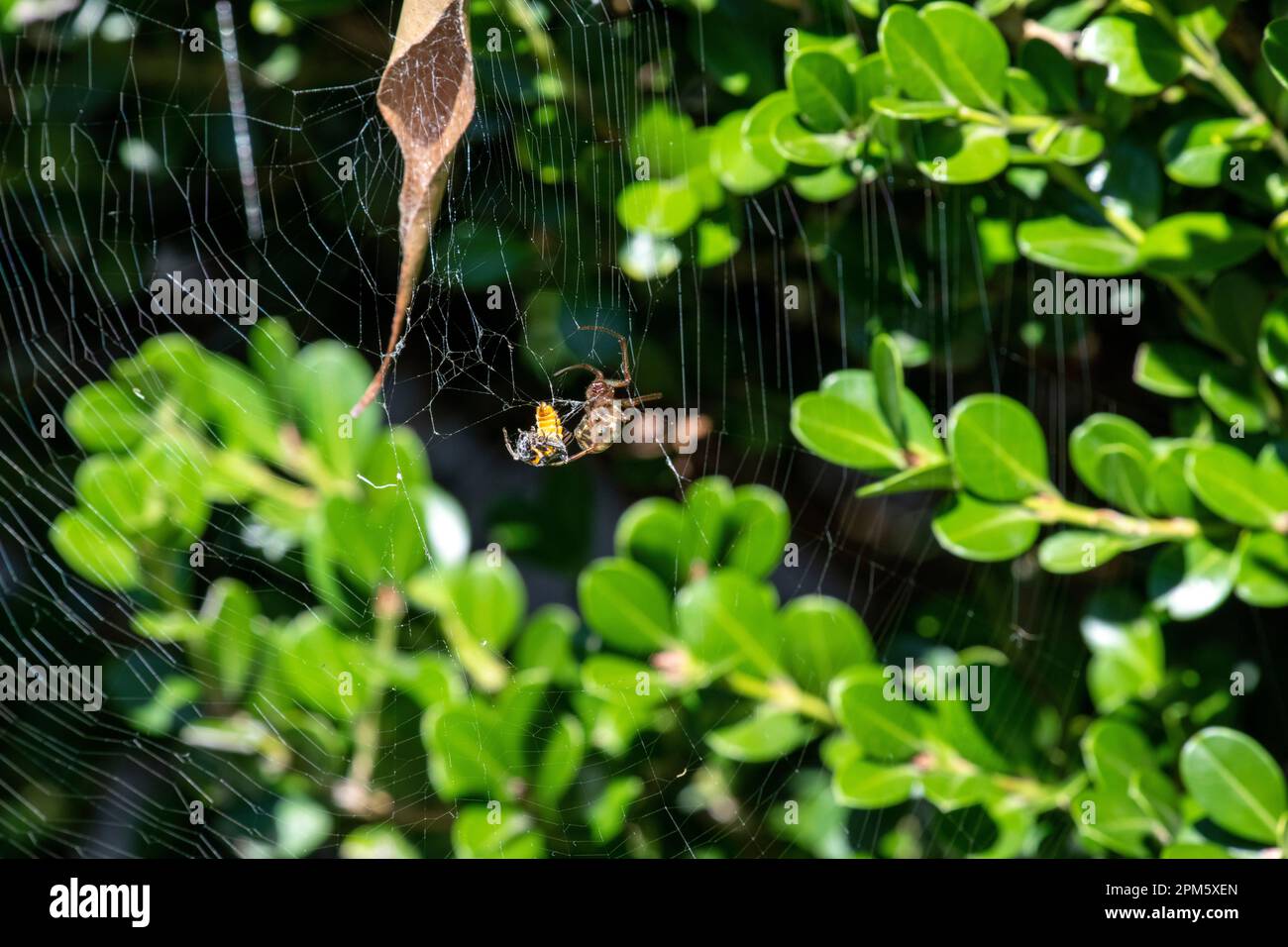 Leaf-Curling Spider (Phonognatha graeffei) catches prey in the web in ...