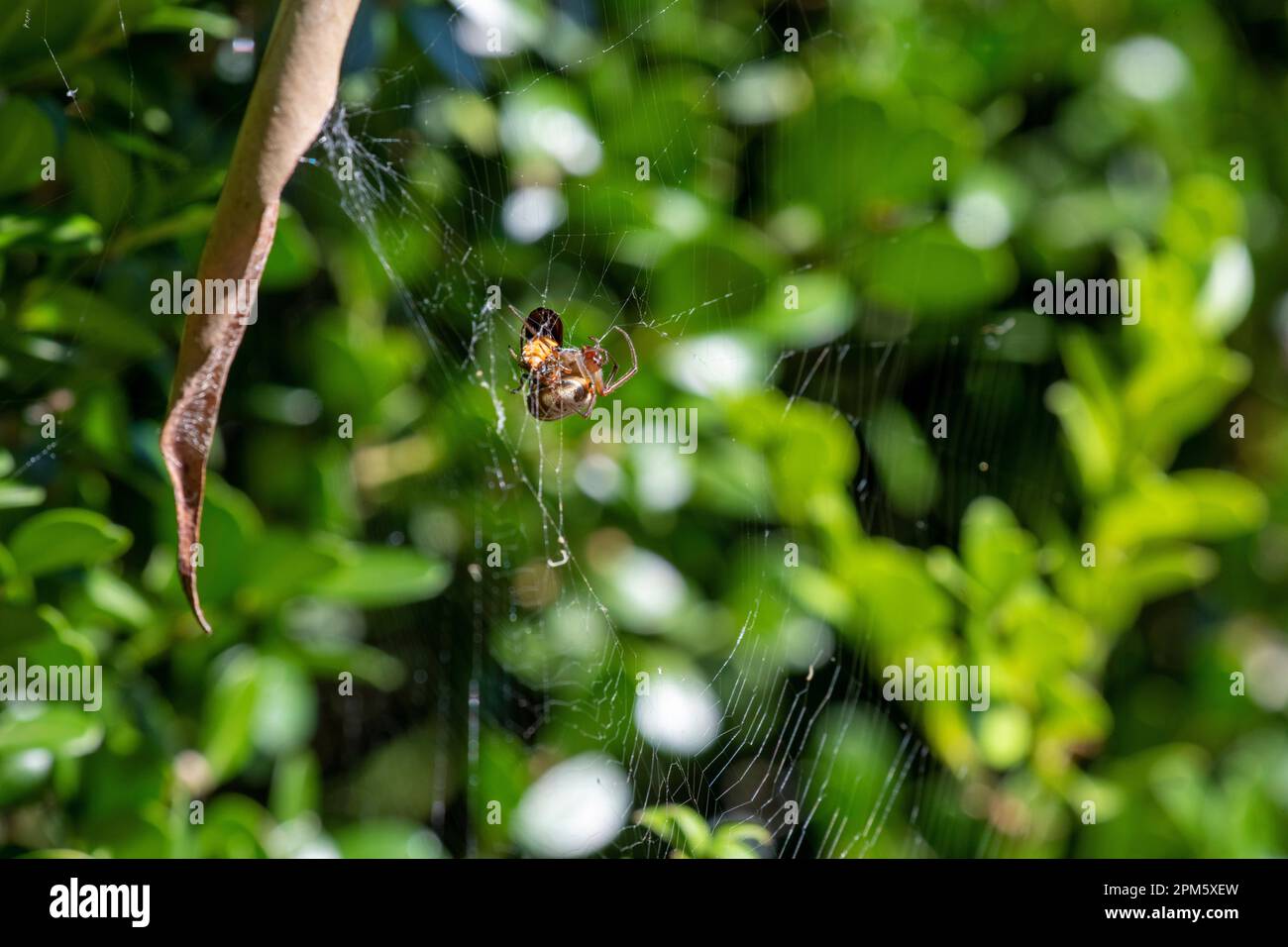 Leaf-Curling Spider (Phonognatha graeffei) catches prey in the web in ...