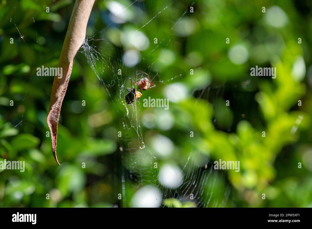 Leaf-Curling Spider (Phonognatha graeffei) catches prey in the web in ...