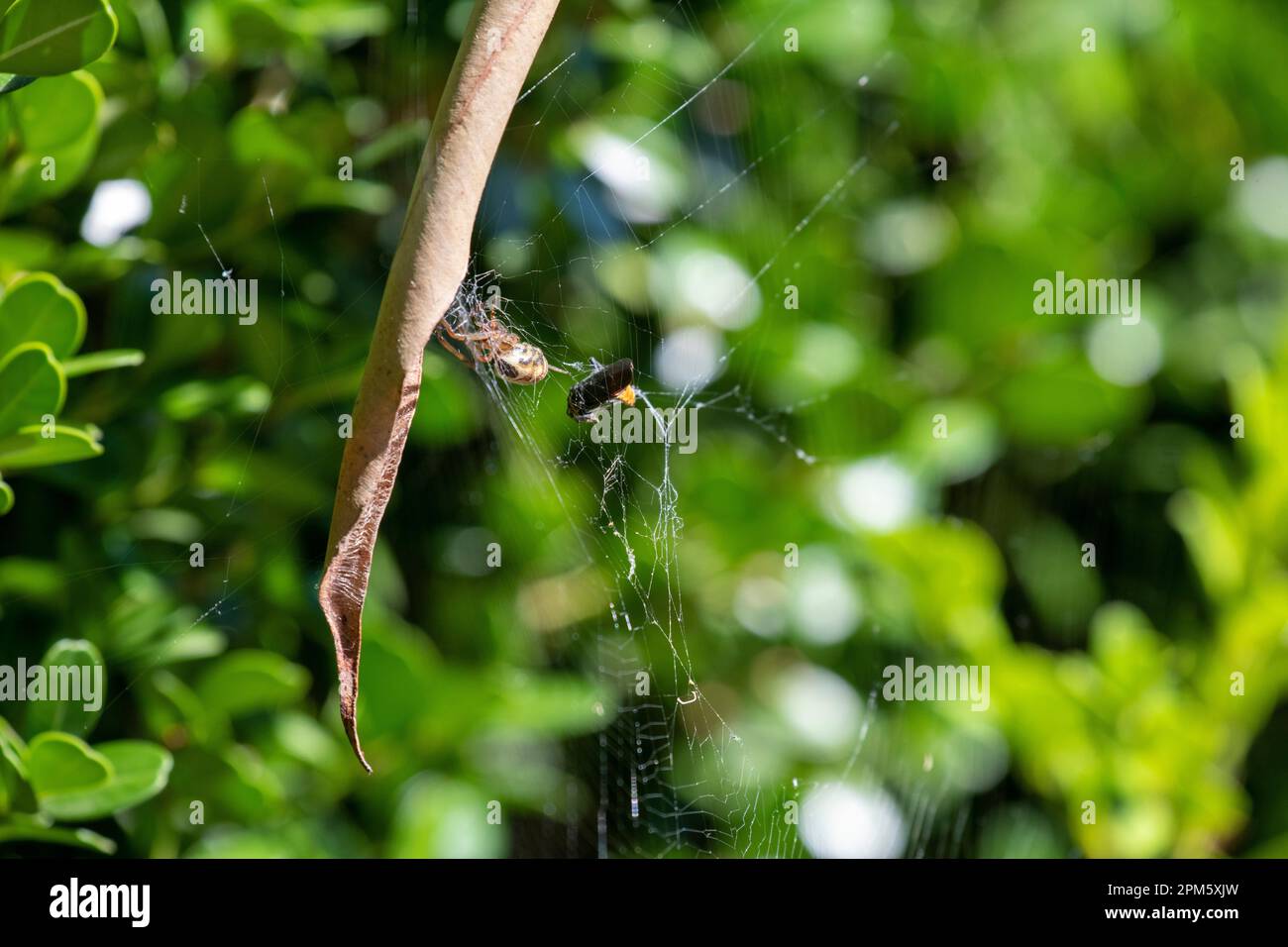 Leaf-Curling Spider (Phonognatha graeffei) catches prey in the web in ...